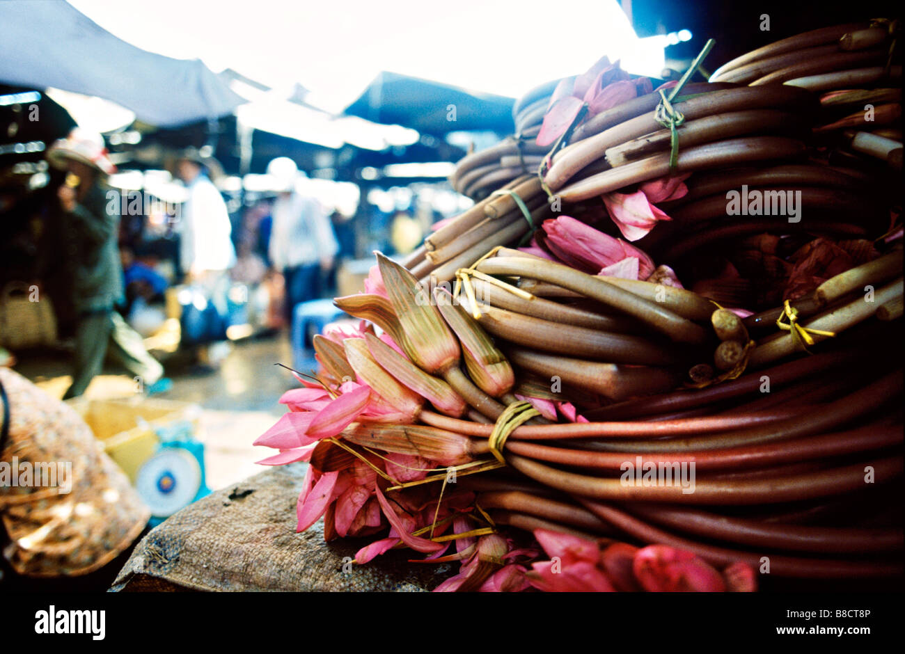 Lotus stems hi-res stock photography and images - Alamy