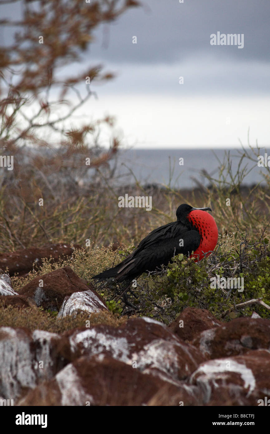male Great frigatebird, Fregata minor ridgwayi, frigate bird with pouch ...