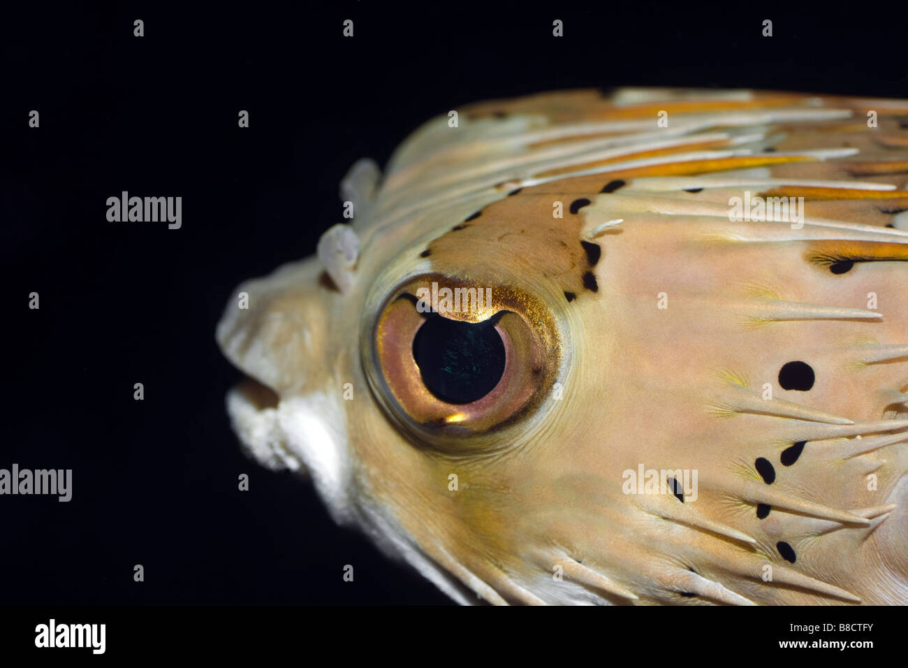 Tropical fish Porcupinefish Diodon holacanthus underwater Borneo island ...