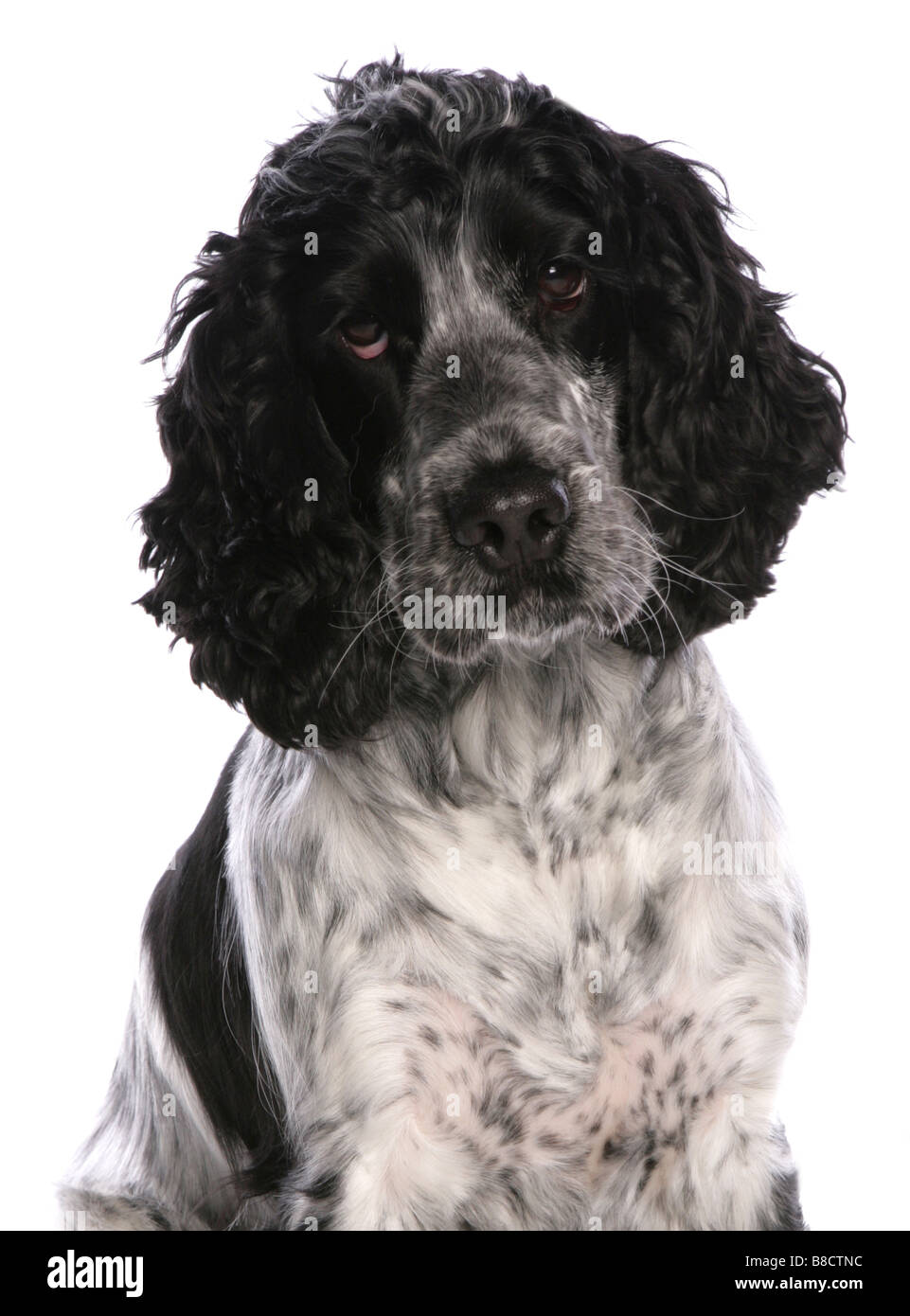 Cocker spaniel dog head hi-res stock photography and images - Alamy