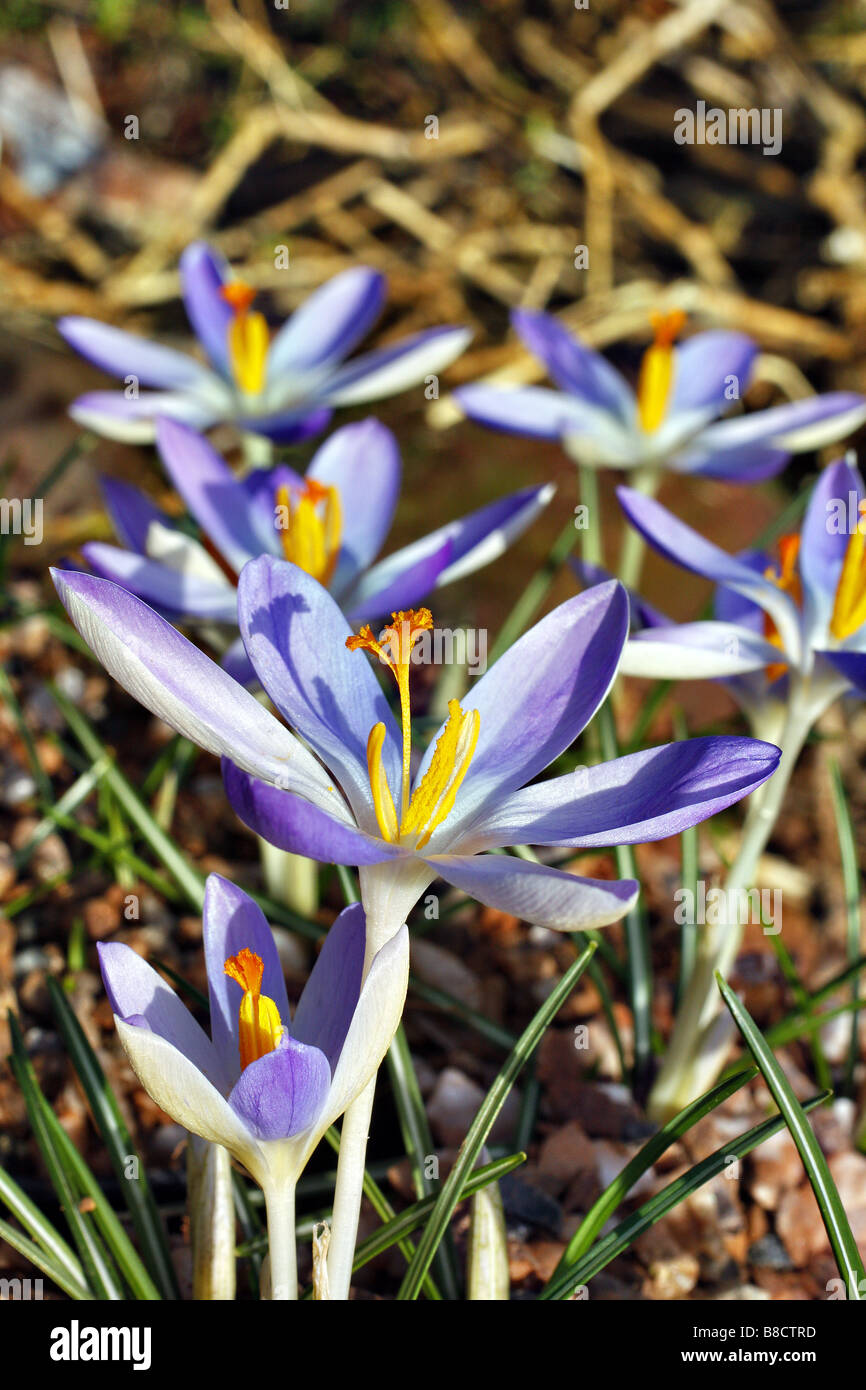 Pot grown crocus hi-res stock photography and images - Alamy