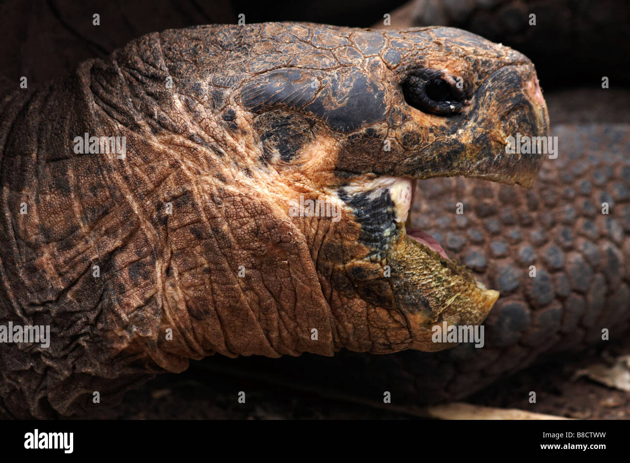 Galapagos giant tortoise, Geochelone spp, with mouth wide open at ...