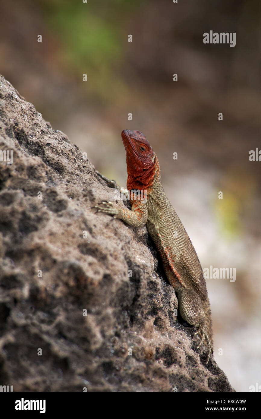 Lava lizard, Microlophus spp delanonis, climbing up a rock at Gardner ...