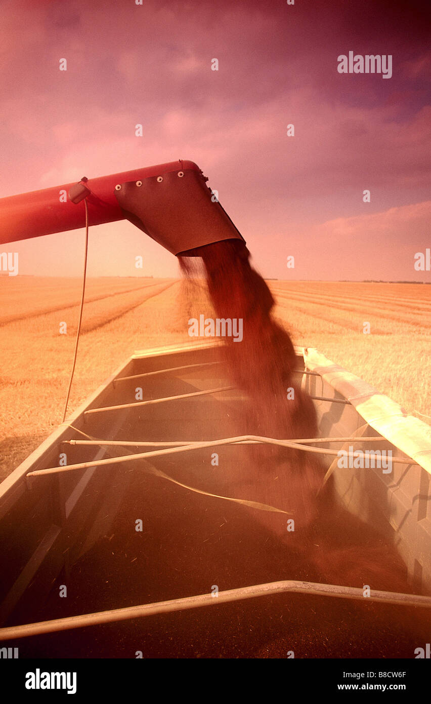 Wheat harvest concept combine loading hi-res stock photography and ...