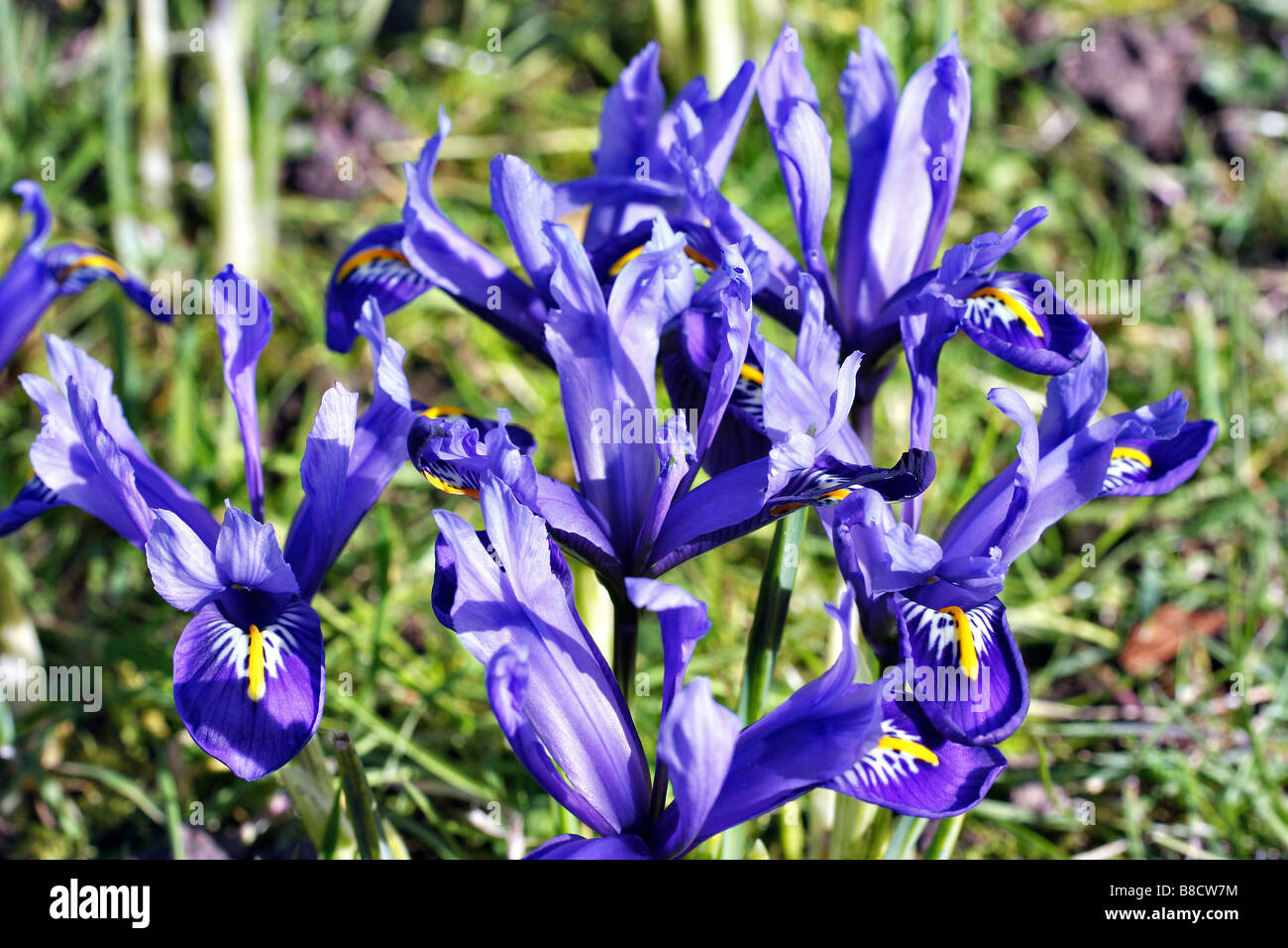 IRIS RETICULATA NATURALISED IN GRASSLAND UNDER BIRCH TREES BETULA ...