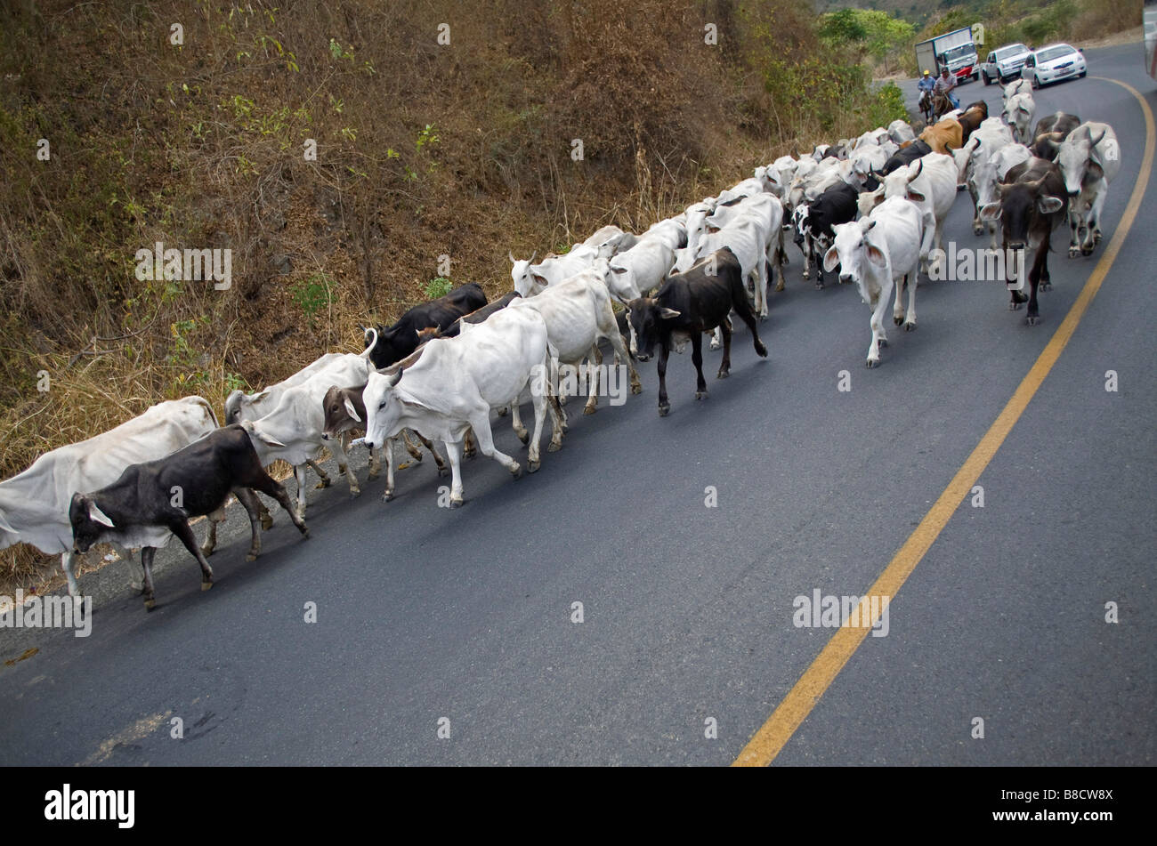 Herd of cattle on road. White cow and farmers on horsebacks Ecuador ...