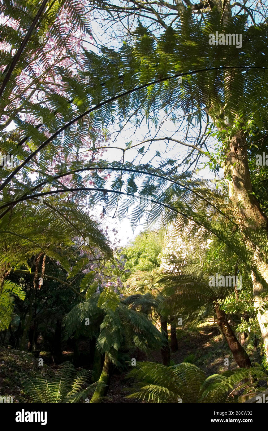 Tree Ferns, Trewidden Gardens Stock Photo - Alamy