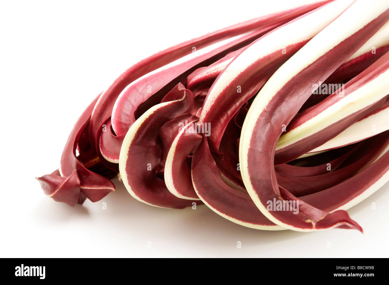Red chicory Cichorium intybus on a white background Stock Photo - Alamy
