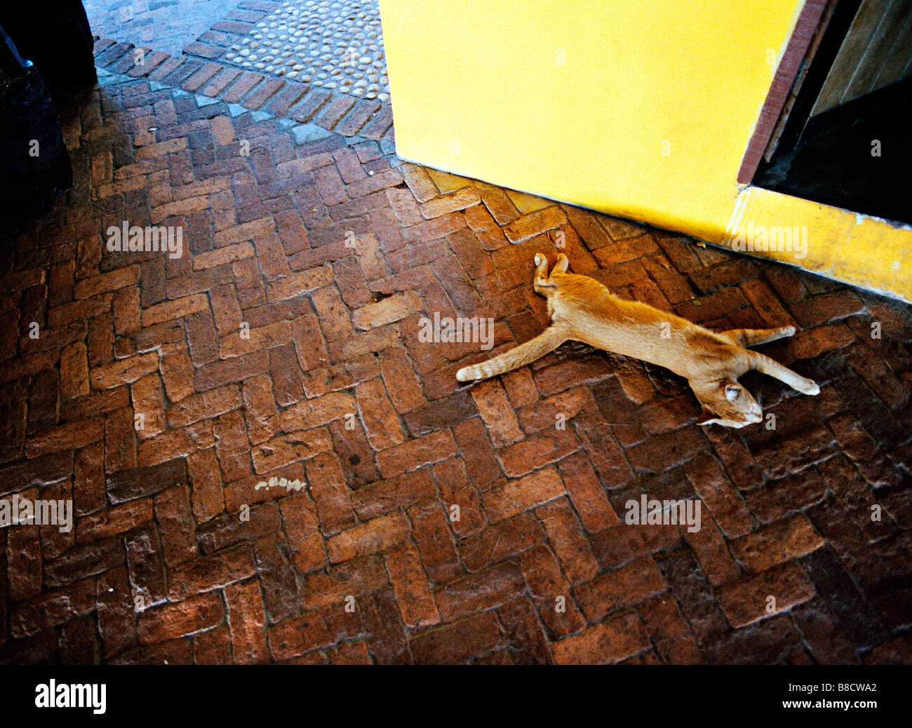 Cat Brick Floor Stock Photo - Alamy
