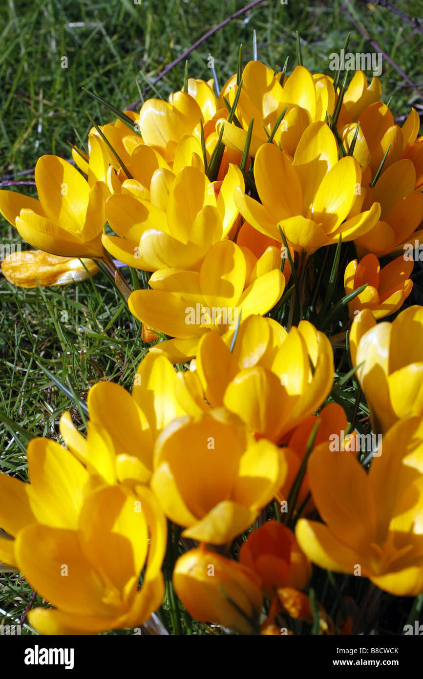 CROCUS CHRYSANTHUS NATURALISED IN GRASSLAND UNDER BIRCH TREES BETULA ...