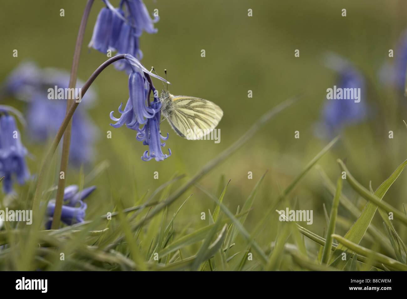 Green hedgerow insects hi-res stock photography and images - Alamy