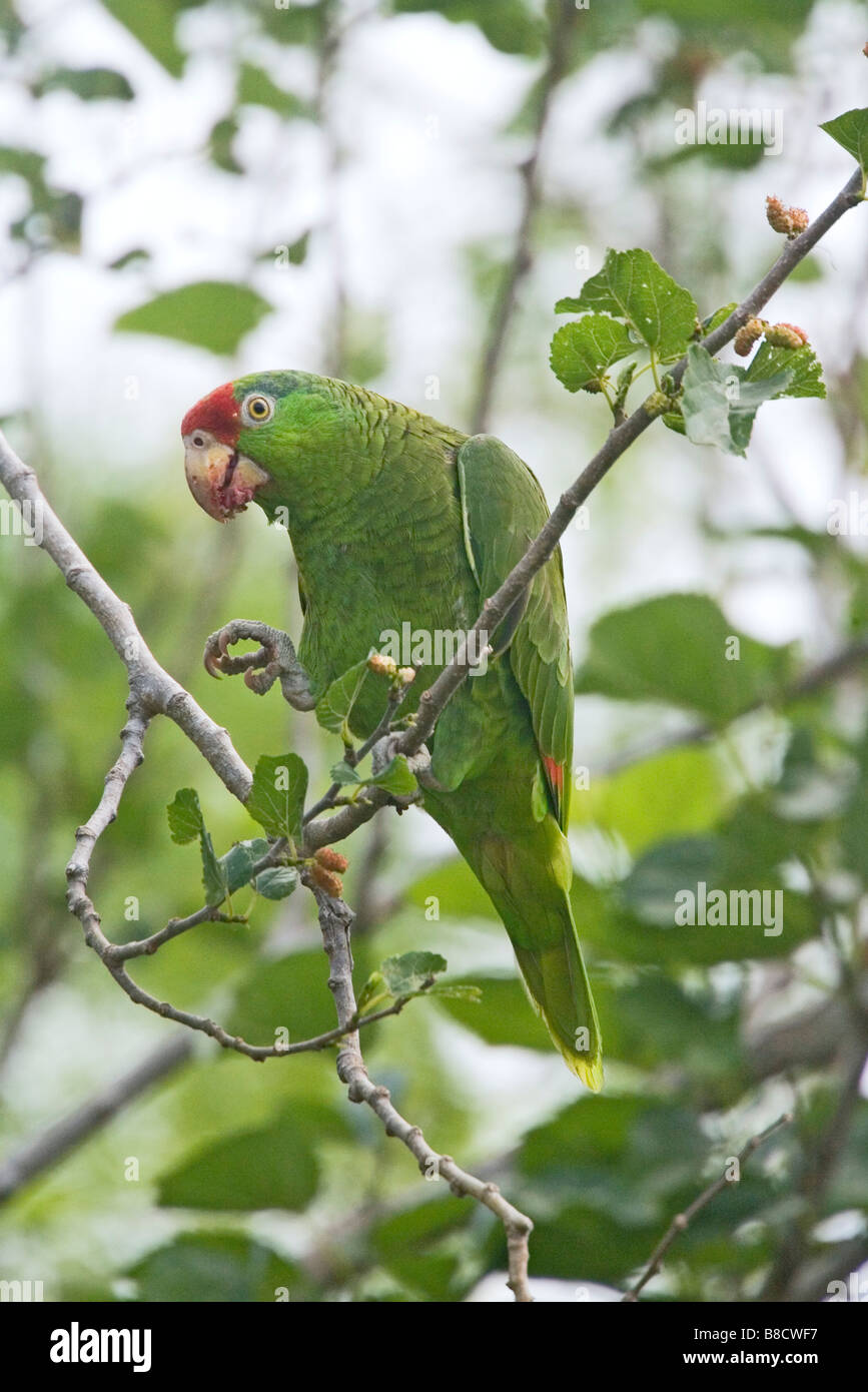 Mexican parrot hi-res stock photography and images - Alamy