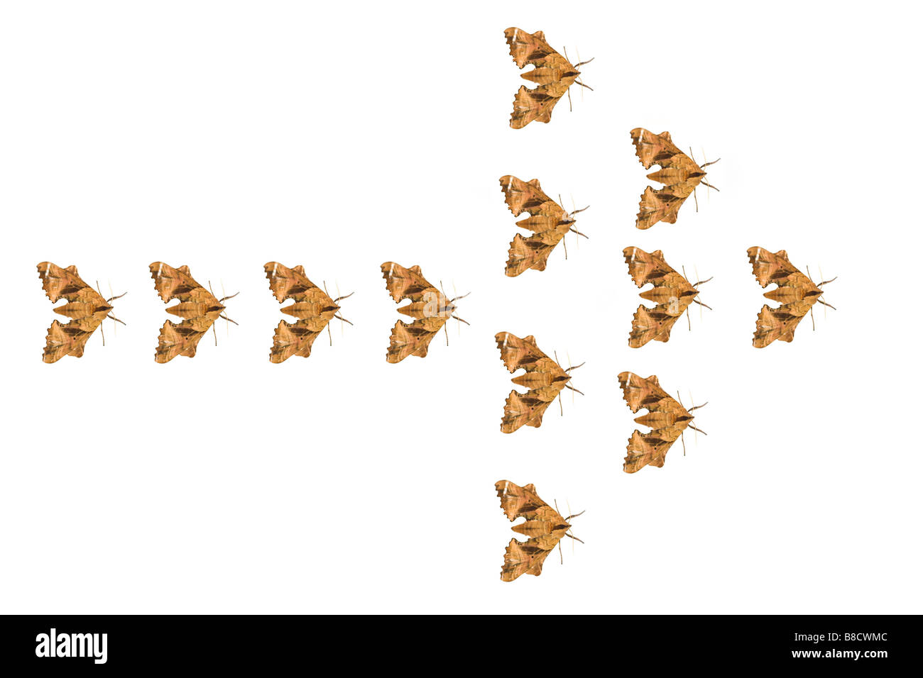 Moths in the shape of arrow Stock Photo - Alamy
