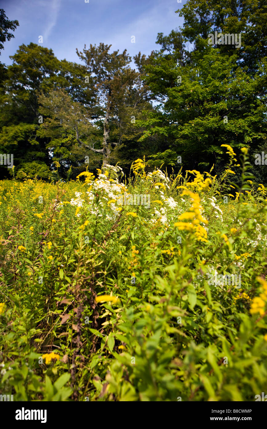 Wildflowers grow along the Pond Trail to the Pond Weir Farm National ...