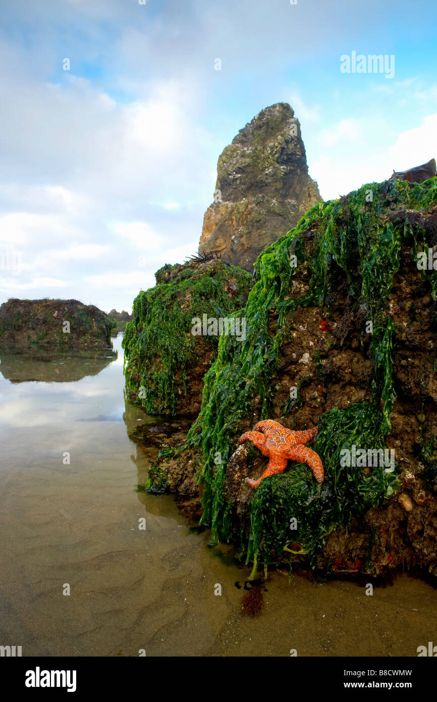 Rock pool wildlife hi-res stock photography and images - Alamy