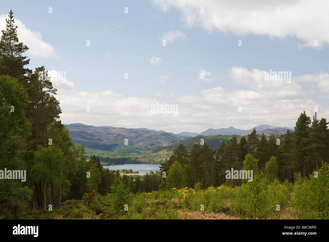 Contin forest hi-res stock photography and images - Alamy