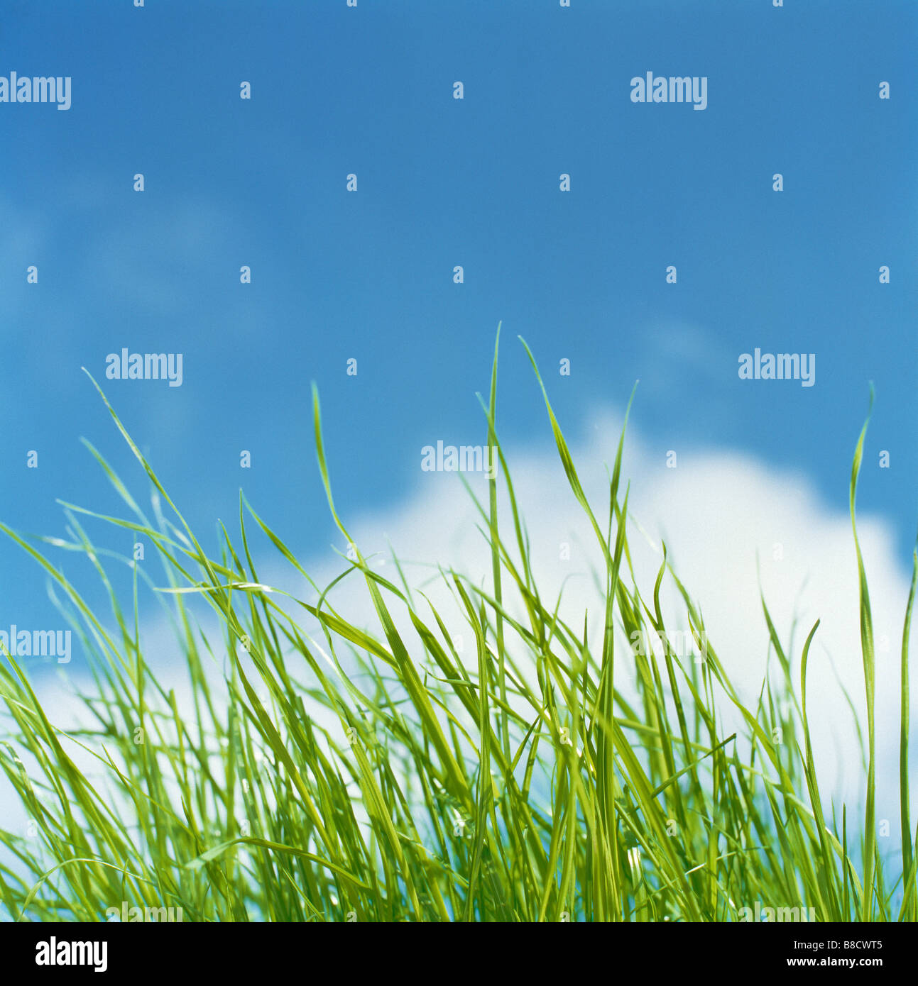 Wild Grass Sky Stock Photo - Alamy