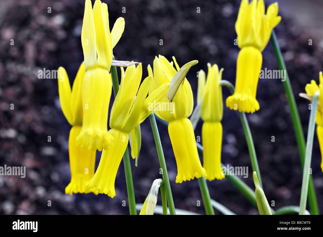 Reflexed daffodil hi-res stock photography and images - Alamy