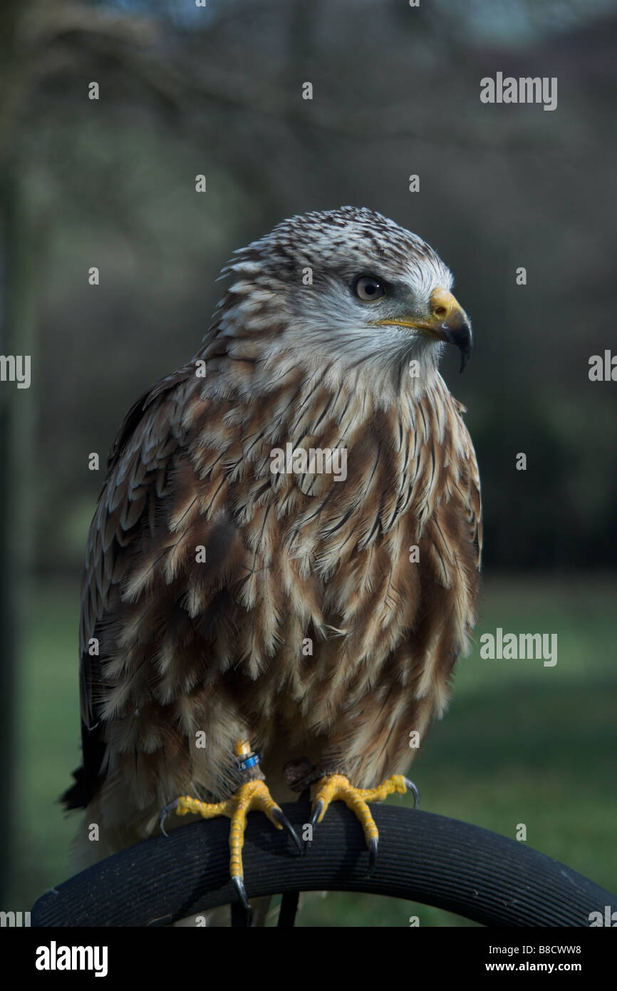 Young Red Kite on stand. Captive Stock Photo - Alamy