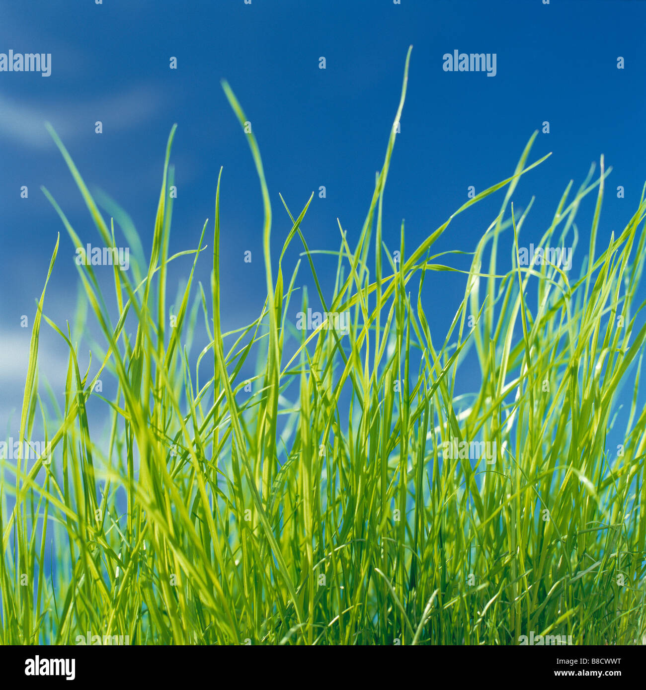 Grass Sky Stock Photo - Alamy