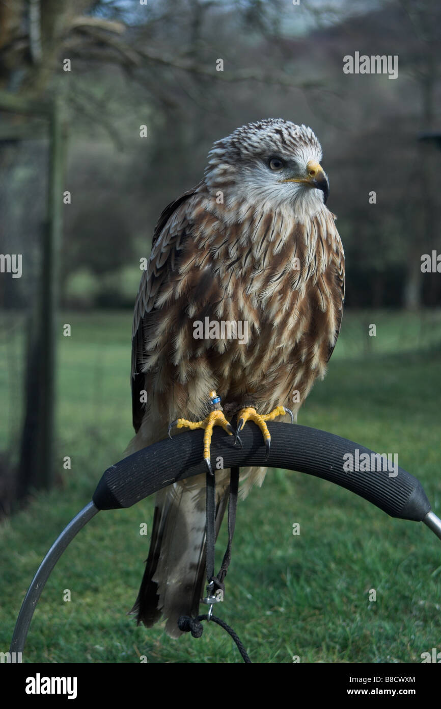 Young Red Kite on stand. Captive Stock Photo - Alamy