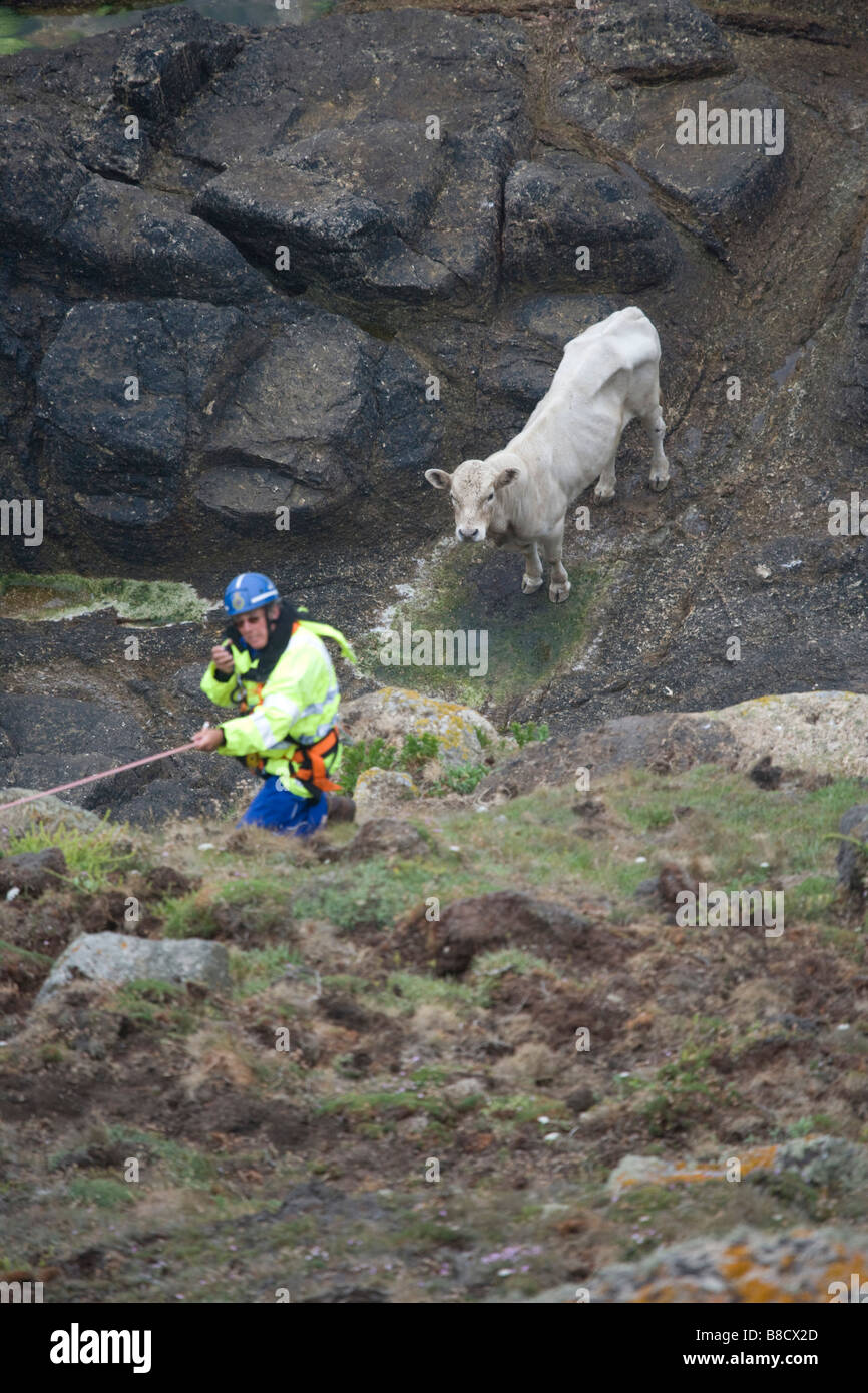 Cornish cow hi-res stock photography and images - Alamy