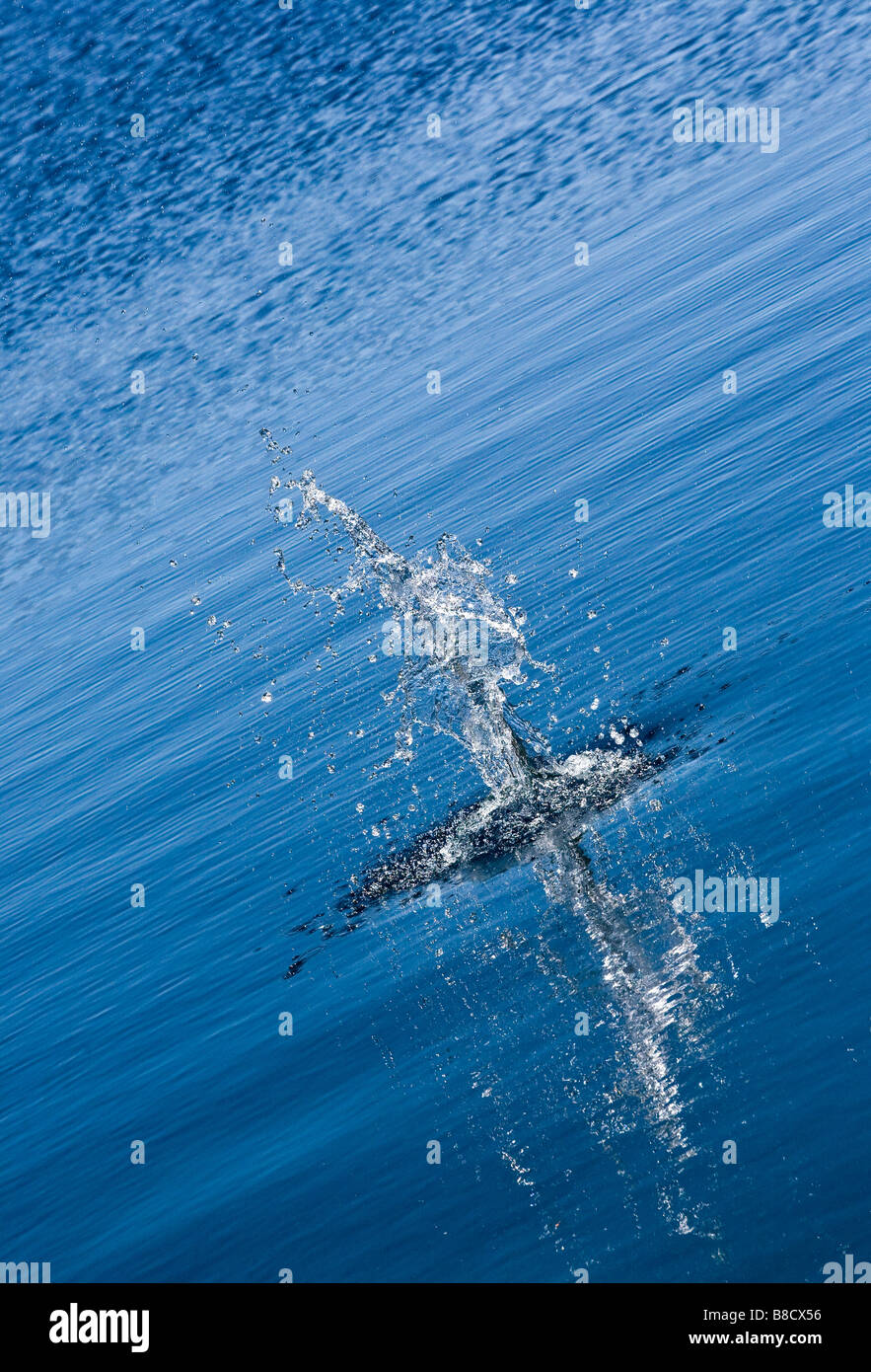 Design Pics Fish High Resolution Stock Photography and Images - Alamy