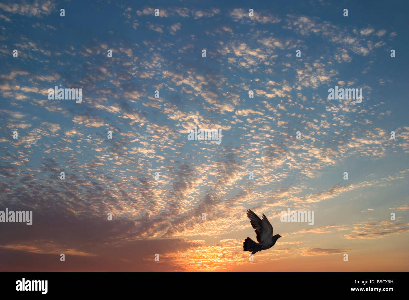 Pigeon Sky Sunset Stock Photo - Alamy