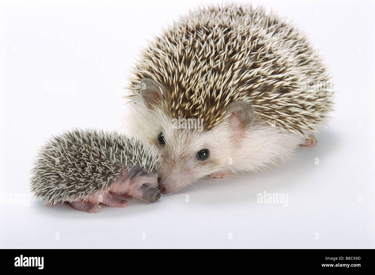 Newborn Hedgehog