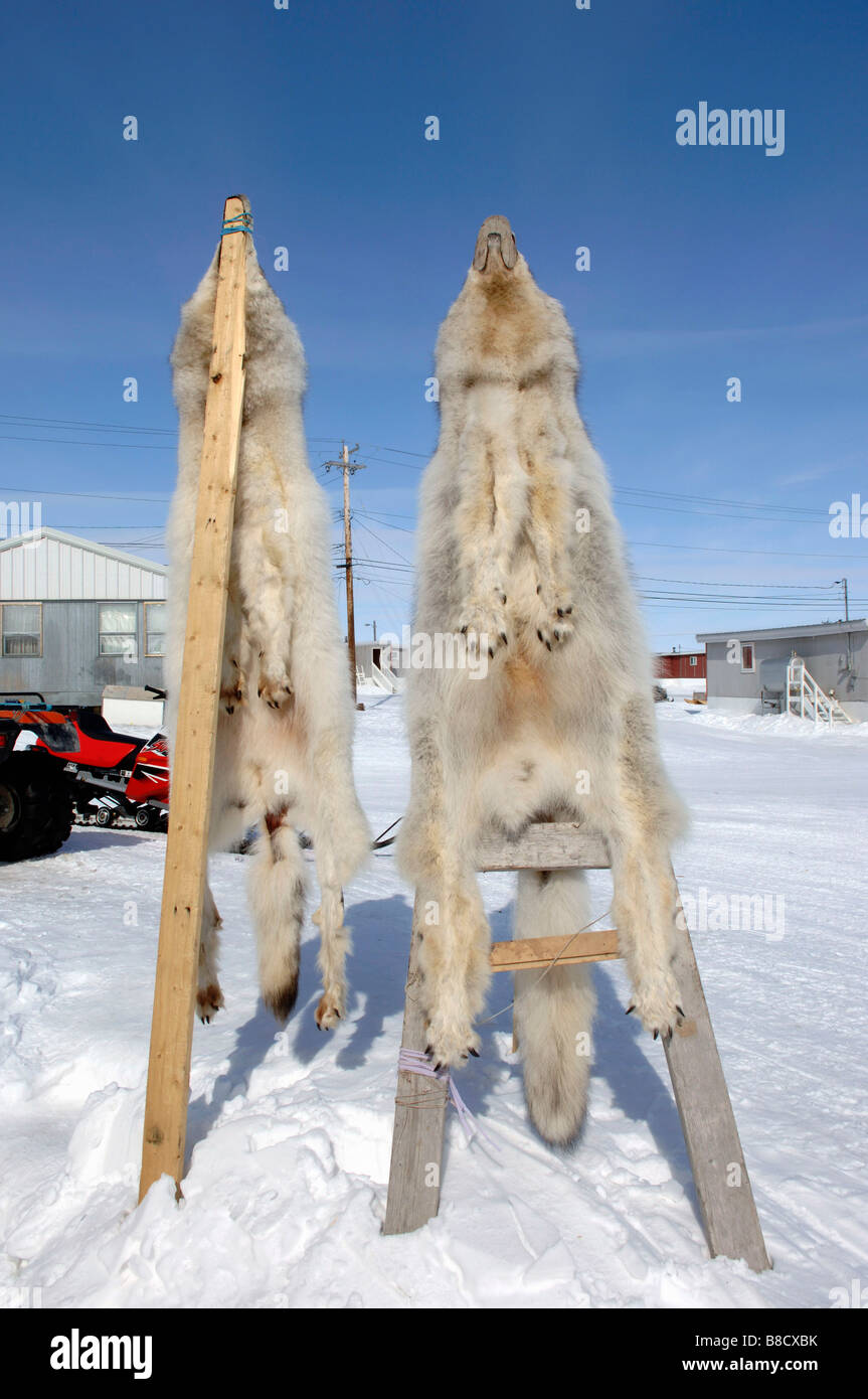 Wolf skins hi-res stock photography and images - Alamy