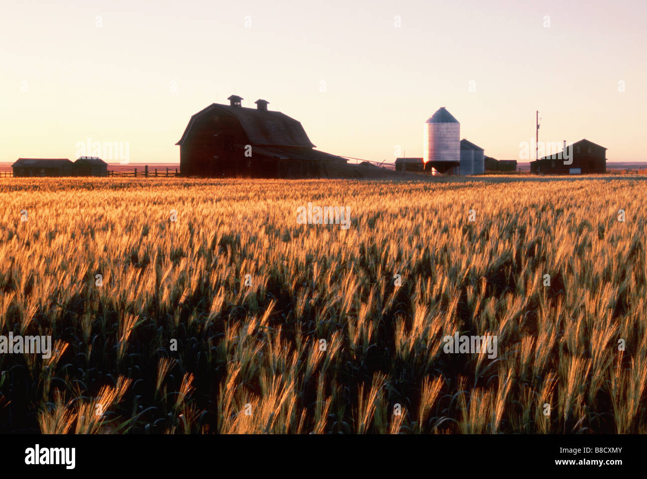 Farm Wheat Field, Ponteix, Saskatchewan Stock Photo - Alamy