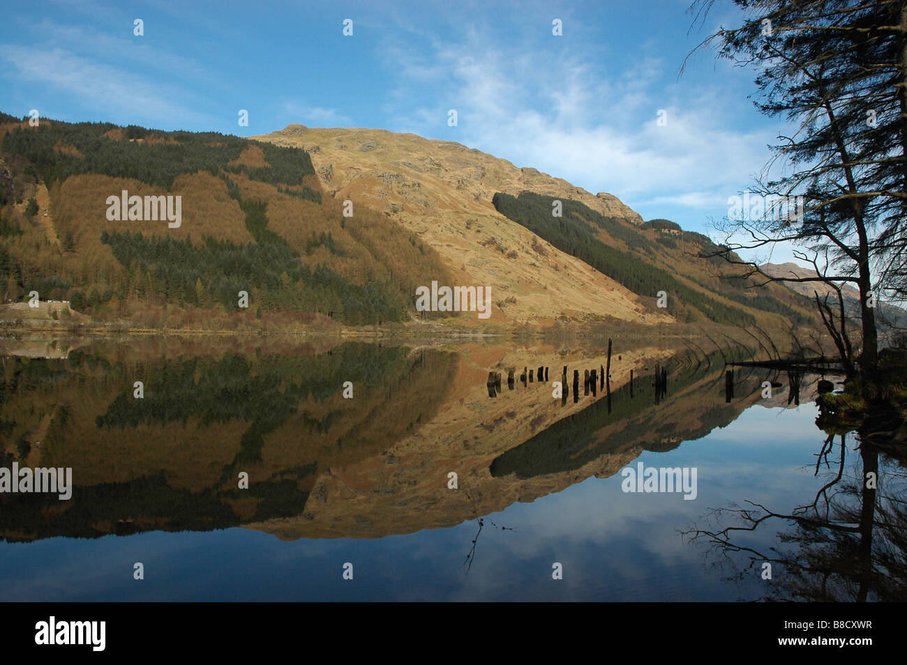 Morningtrees hi-res stock photography and images - Alamy