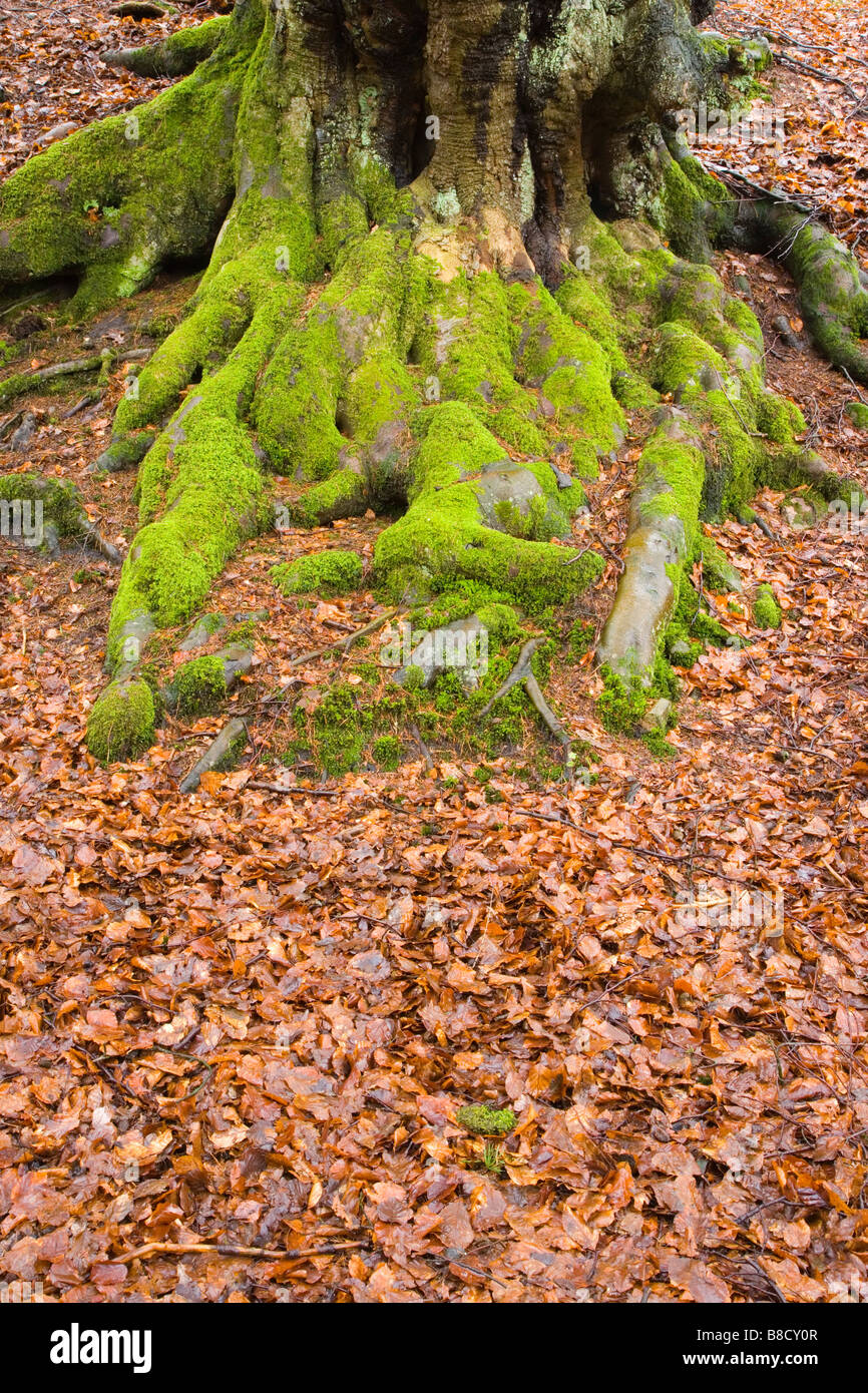 Moss covered roots hi-res stock photography and images - Alamy