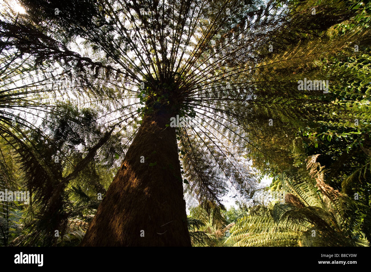 Trewidden fern tree hi-res stock photography and images - Alamy