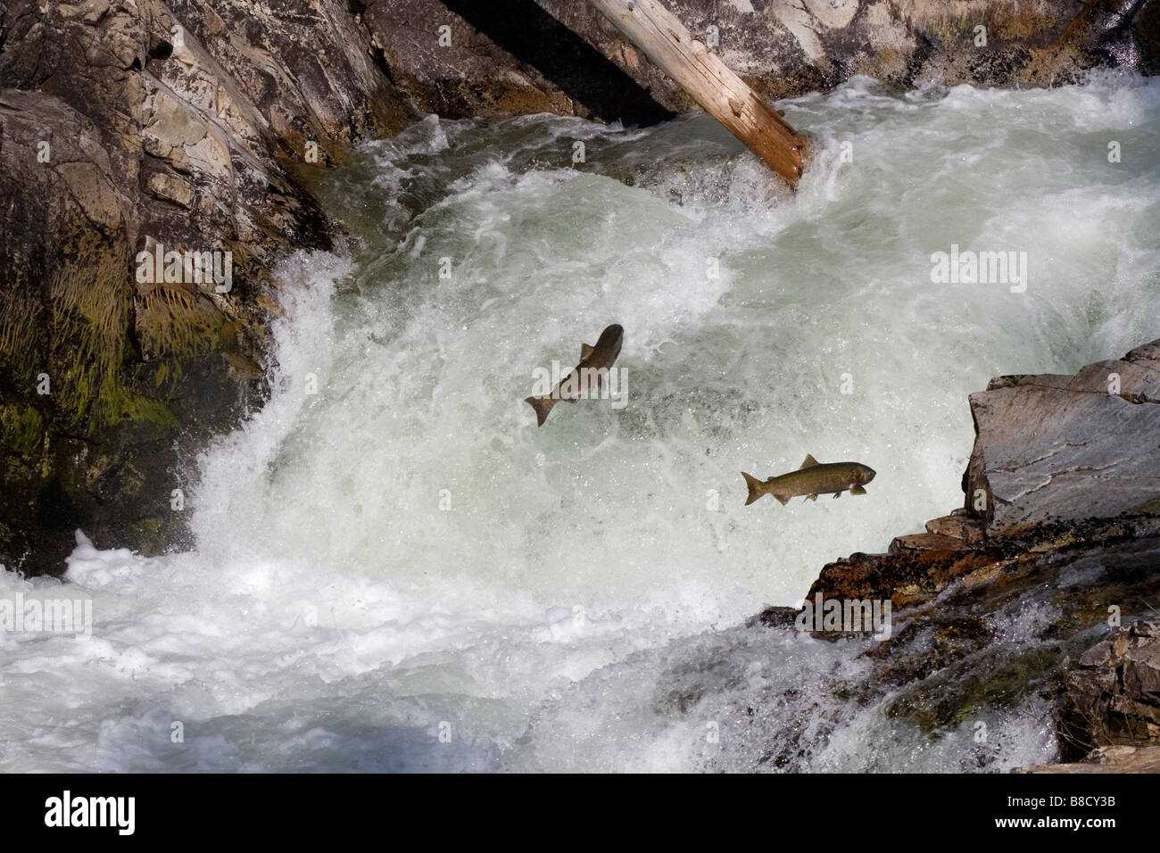 Steelhead salmon jumping hi-res stock photography and images - Alamy