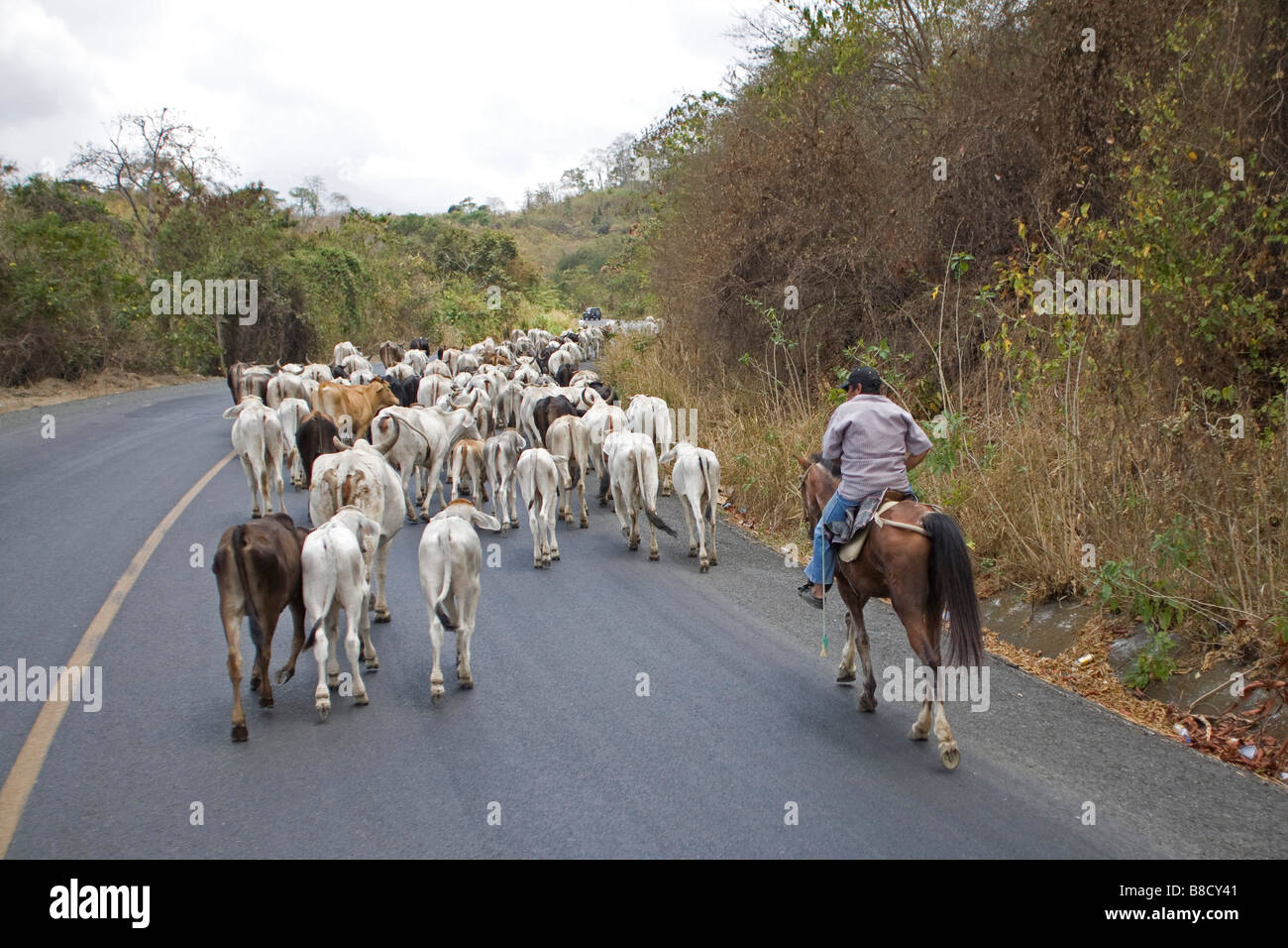 Herd of cattle on road. White cow and farmers on horsebacks Ecuador ...