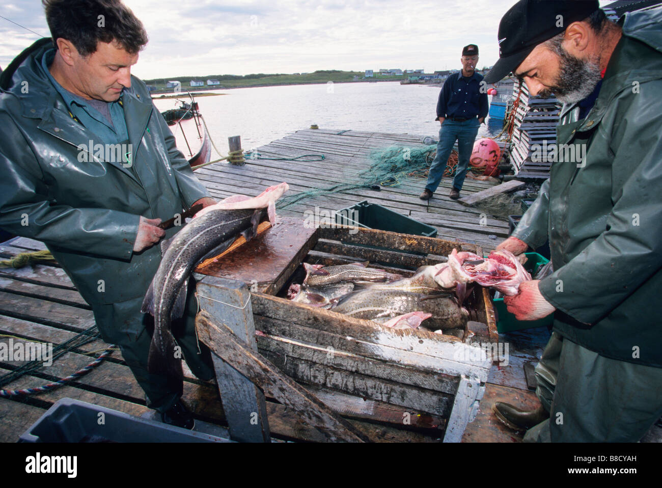 Newfoundland Cod Fishing High Resolution Stock Photography and Images ...