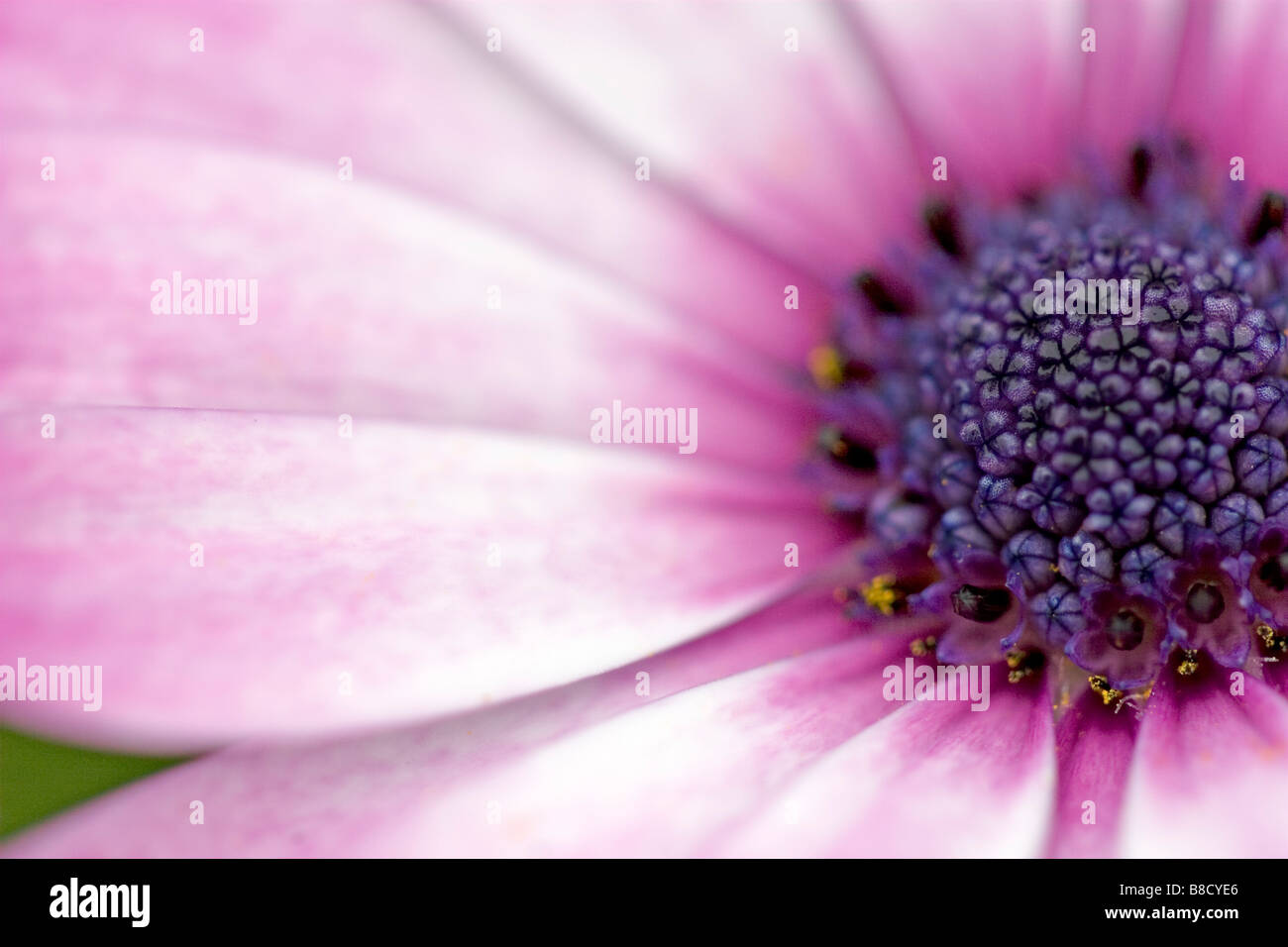 Close-up Flower Stock Photo - Alamy