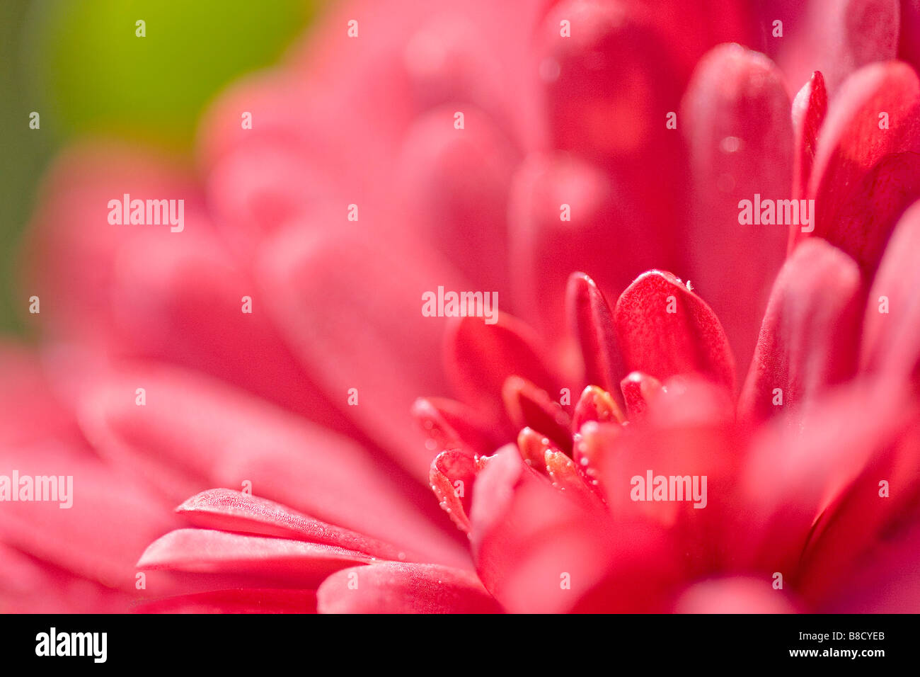 Close-up Flower Stock Photo - Alamy