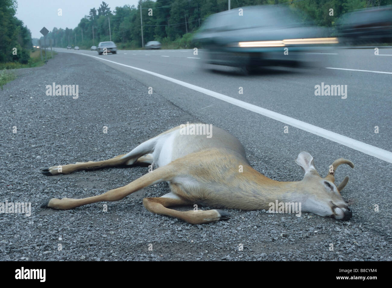 Dead Dear High Resolution Stock Photography and Images - Alamy