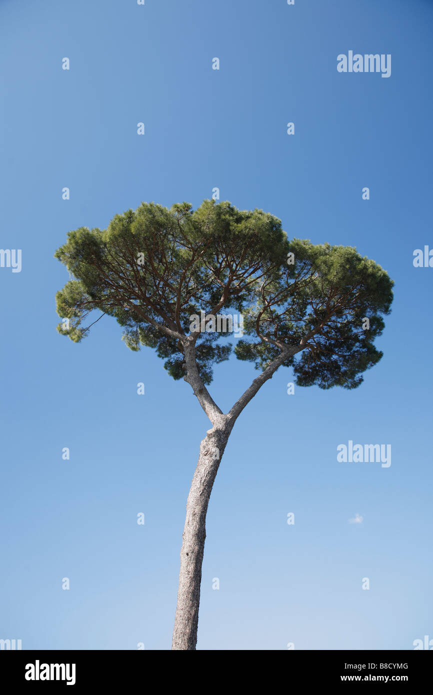 Rome tree hi-res stock photography and images - Alamy