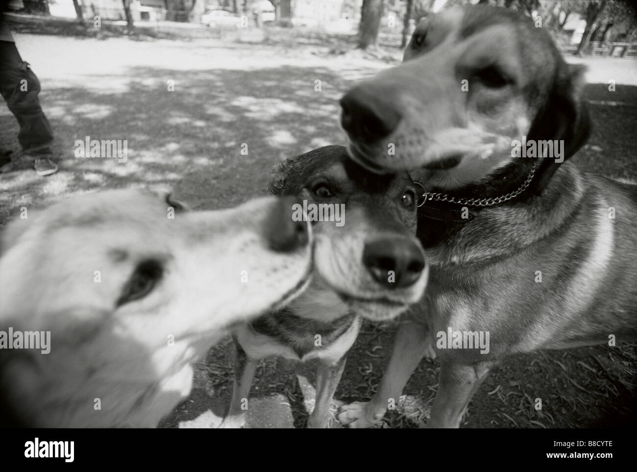 FV2289, Spyros Bourboulis; Three dogs nuzzling each others noses Stock ...