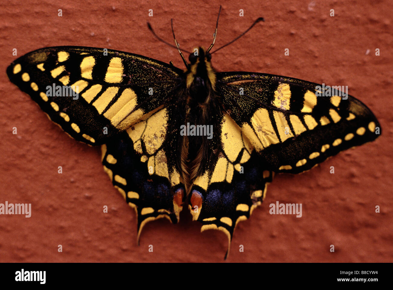 Papilio machaon, Swallowtail Butterfly Stock Photo - Alamy