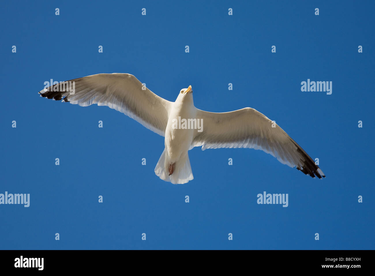 seagull in flight Stock Photo - Alamy