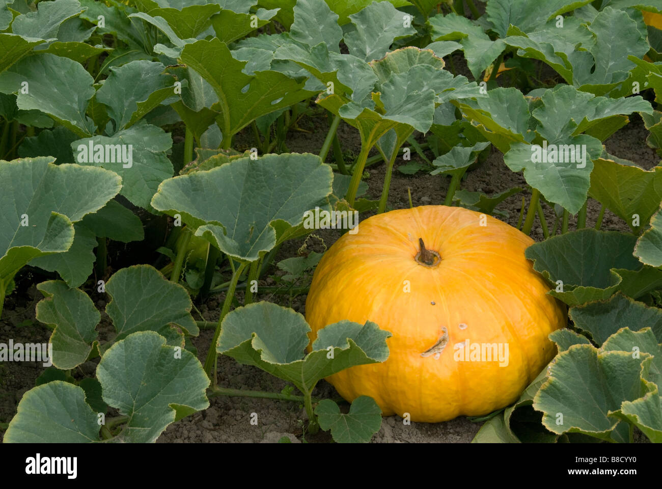 Pumpkins growing on a vine hi-res stock photography and images - Alamy