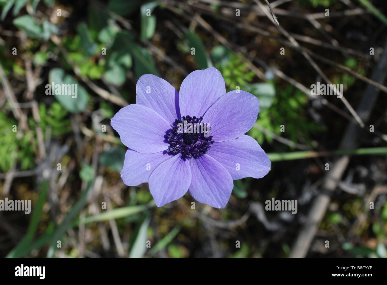 Crown anemone hi-res stock photography and images - Alamy