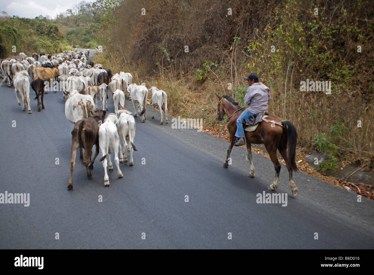 Herd of cattle on road. White cow and farmers on horsebacks Ecuador ...