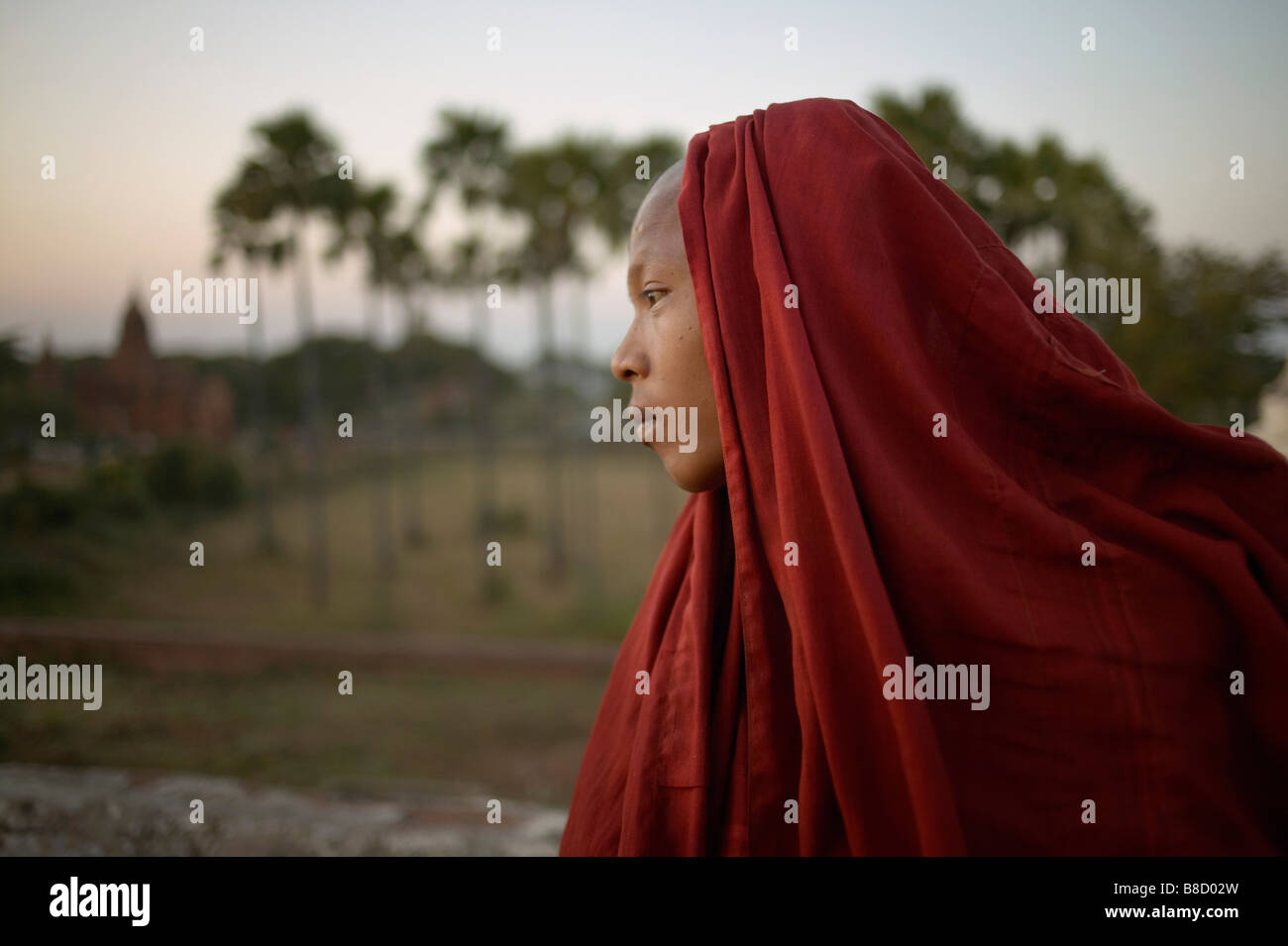 Monk plant hi-res stock photography and images - Alamy