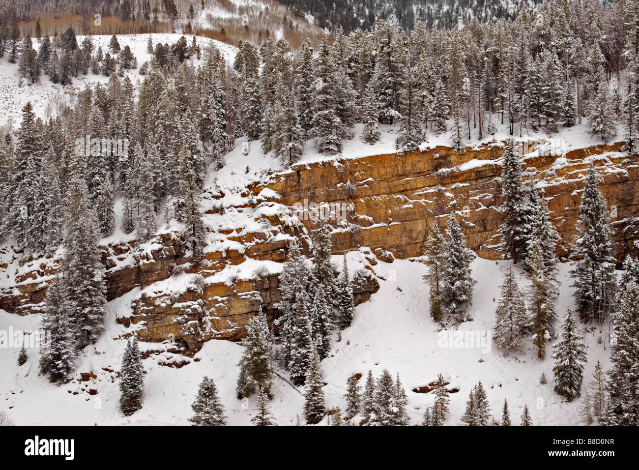 Snow covered trees and cliff near Red Cliff Colorado Stock Photo - Alamy