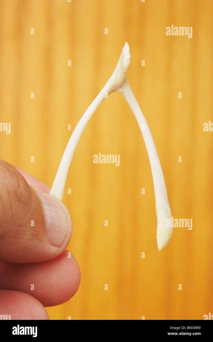 Hand holding wishbone hi-res stock photography and images - Alamy